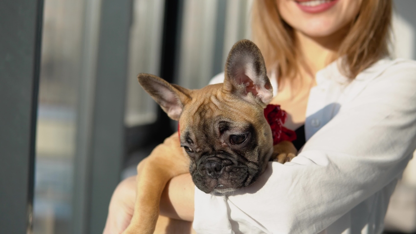 french bulldog dog his masters hands Stock Footage Video (100% Royalty ...