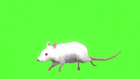 Rat Running On Green Screen Stock Footage Video (100% Royalty-free ...