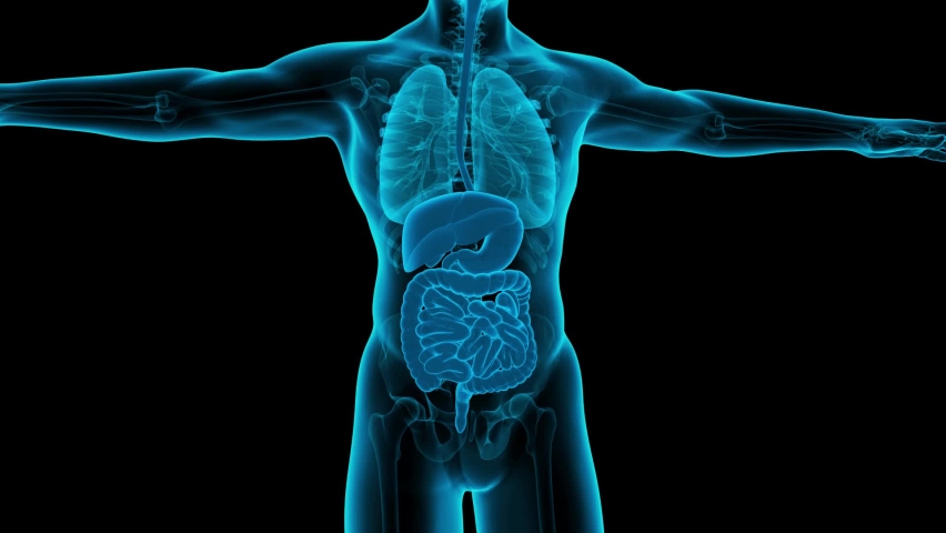 detailed view - male prostate anatomy Stock Footage Video (100% Royalty ...