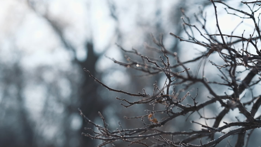 Twig Crown Stock Video Footage - 4K and HD Video Clips | Shutterstock