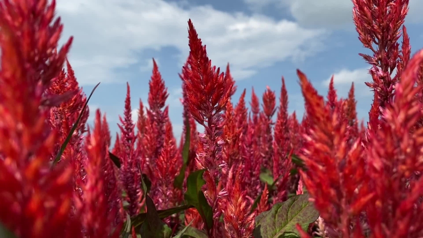 Breeze Blowing Red Flowers Beautiful Against Stock Footage Video (100% ...