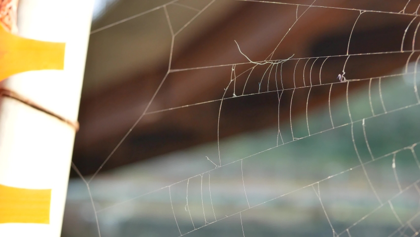 Detail of Cobweb in a Stock Footage Video (100% Royalty-free ...