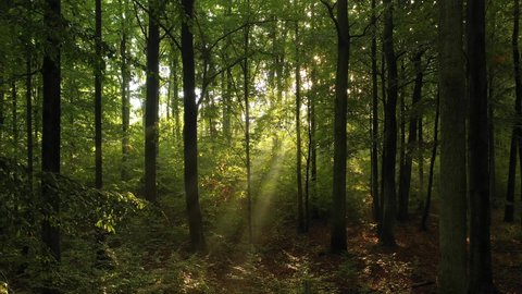 Beautiful Sunlight Forest Aerial Footage Stock Footage Video (100% ...