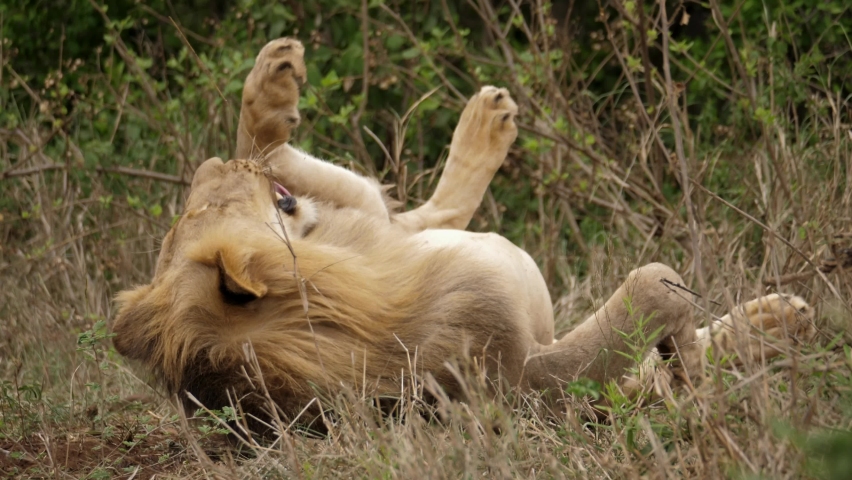 Lion Legs Stock Video Footage - 4K and HD Video Clips | Shutterstock