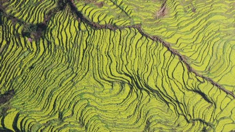 Aerial View Rice Field Terrace Bandung Stock Photo 1135310153 ...