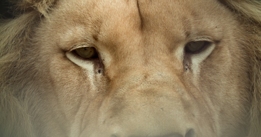 Lion African Pattern Stock Video Footage - 4K and HD Video Clips ...