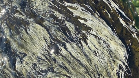 Close Chloroflexus Aurantiacus Bacteria White Algae Stock Footage Video ...