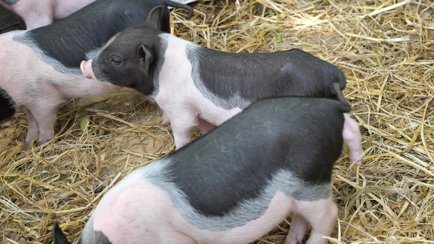 Asian Pig Farming Stock Video Footage - 4K and HD Video Clips ...