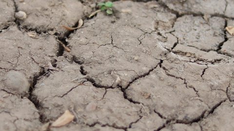 Dying Plant Dry Soil Timelapse Drought Stock Footage Video (100% ...