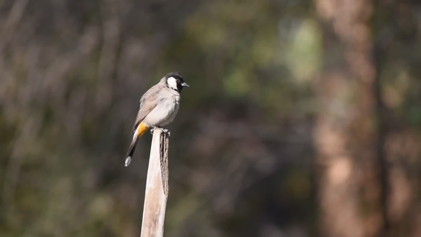 Bulbul Sound Stock Video Footage - 4K and HD Video Clips | Shutterstock