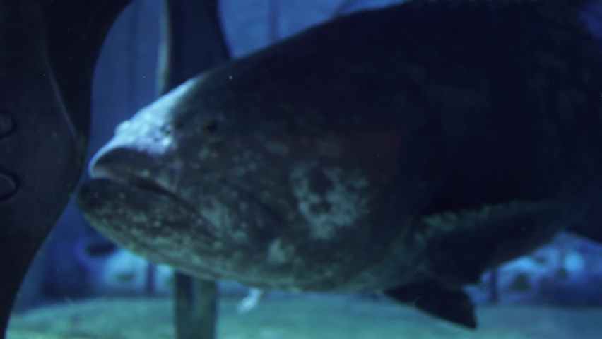 Grouper in the Aquarium close-up image - Free stock photo - Public ...