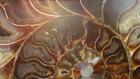 Nautilus Shell Section Ammonite Fossil Shell Stock Footage Video (100% ...