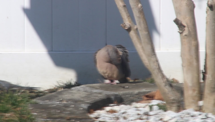 Dove Scratch Stock Video Footage - 4K and HD Video Clips | Shutterstock