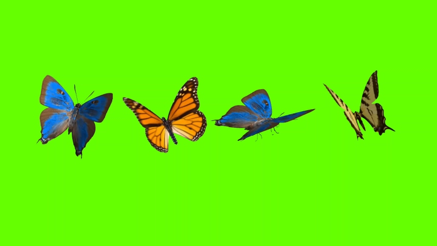 Butterfly Animation Stock Videos – Royalty-Free HD & 4K Videos