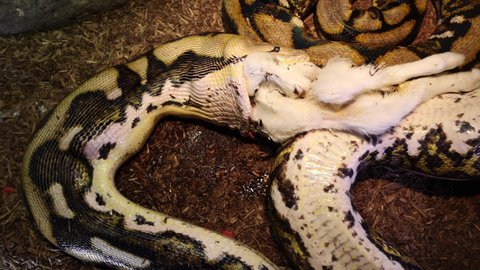 Reticulated Python Wide View Muscles Swallowing Stock Footage Video ...