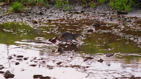 Rat droppings Stock Video Footage - 4K and HD Video Clips | Shutterstock