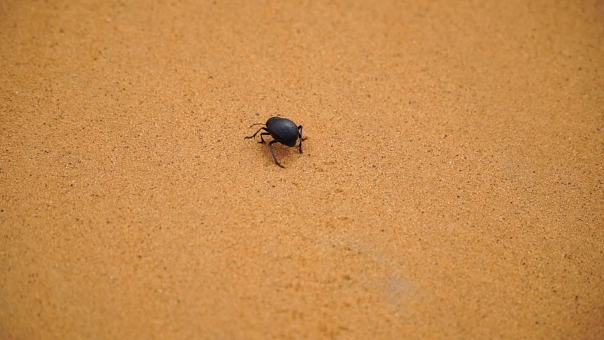 Small Insects Black Desert Beetle Stock Footage Video (100% Royalty ...