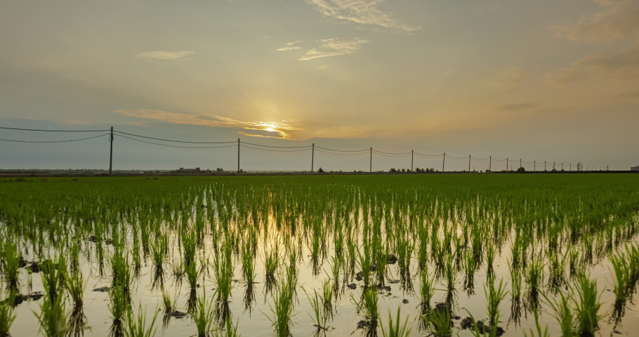 Paddy field malaysia Stock Video Footage - 4K and HD Video Clips ...