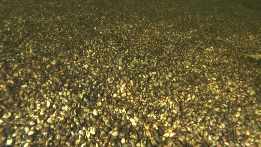 Freshwater Mussel Stock Video Footage - 4K and HD Video Clips ...