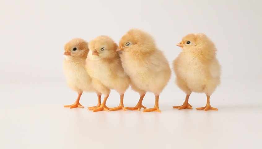 Newborn Chicks On White Background. Stock Footage Video (100% Royalty ...