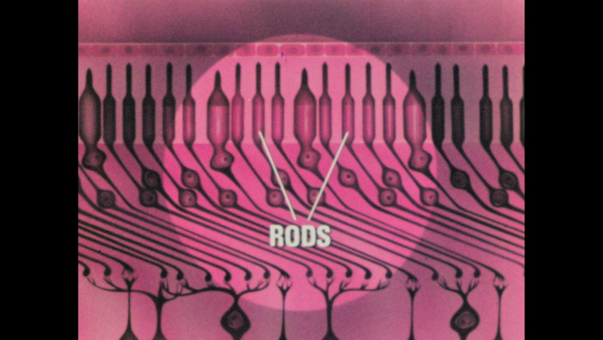 Rods cones eye Stock Video Footage - 4K and HD Video Clips | Shutterstock