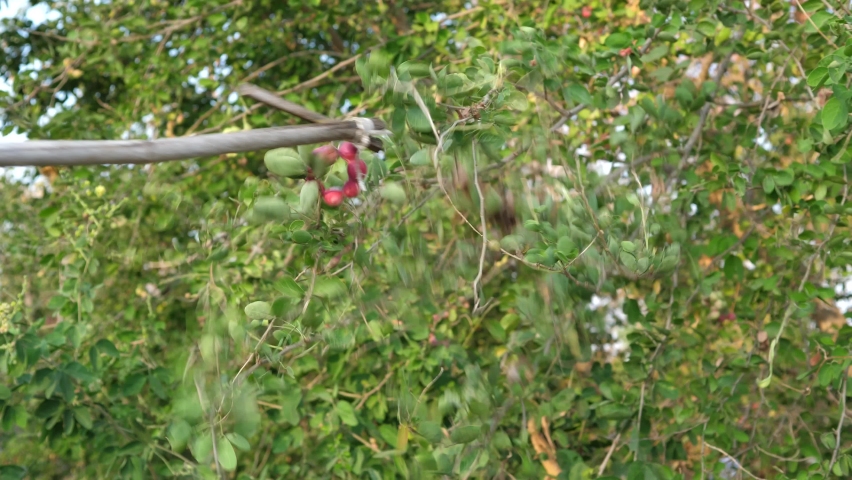 Pithecellobium Dulce Tree Stock Video Footage - 4K and HD Video Clips ...