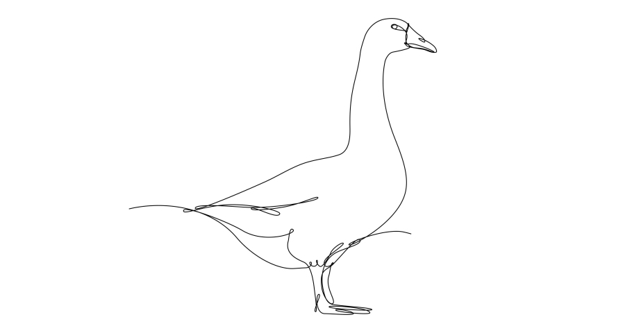 Goose line art Stock Video Footage - 4K and HD Video Clips | Shutterstock
