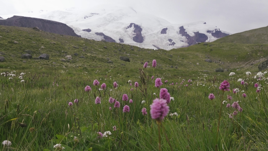 Mountain knotgrass Stock Video Footage - 4K and HD Video Clips ...