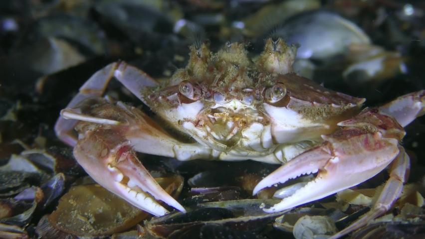 flying swimming crab liocarcinus holsatus balianus Stock Footage Video ...