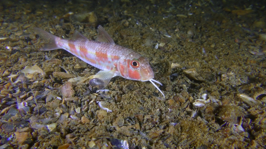 Sand Mullet Stock Video Footage - 4K and HD Video Clips | Shutterstock