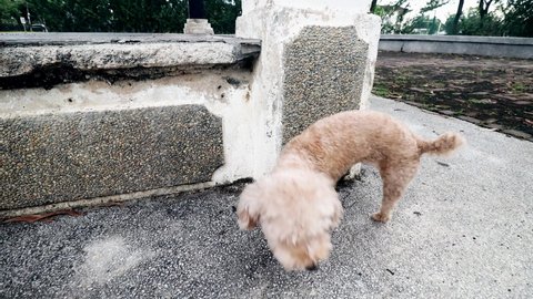 Cute Male Poodle Dog Urinate Pee Stock Footage Video (100% Royalty-free ...