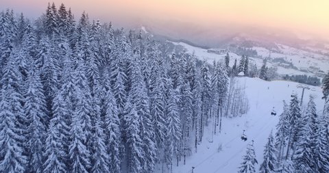 Alpine Mountain Spruce Forest Sunrise Aerial Stock Footage Video (100% ...