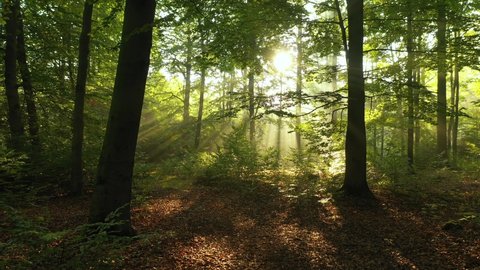 Walk Through Magic Forest Morning Sun Stock Footage Video (100% Royalty ...