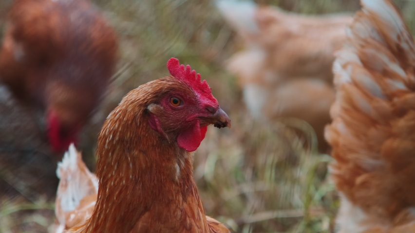 Close up of a chicken head image - Free stock photo - Public Domain ...