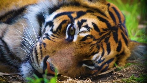 Sumatran Tiger Blinking Looking Directly Straight Stock Footage Video ...