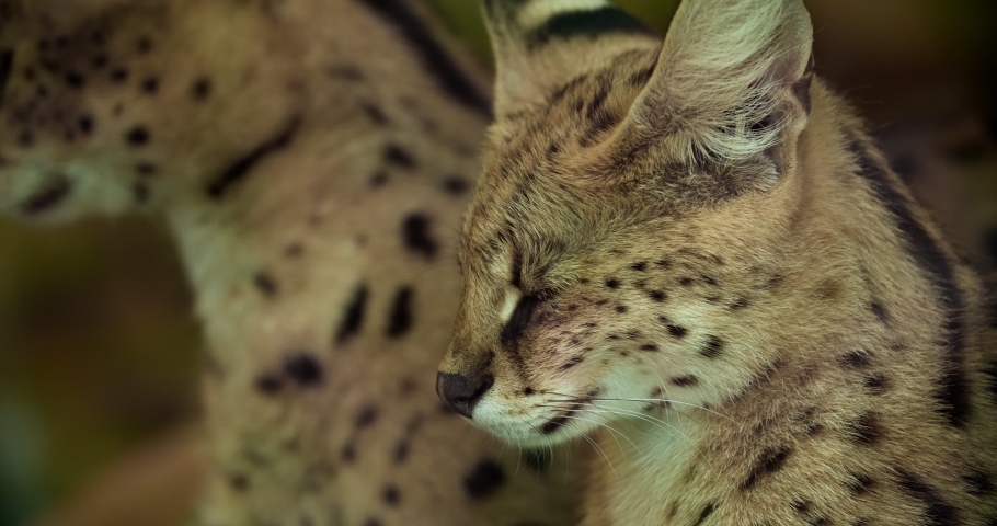 Ocelot skin texture Stock Video Footage - 4K and HD Video Clips ...