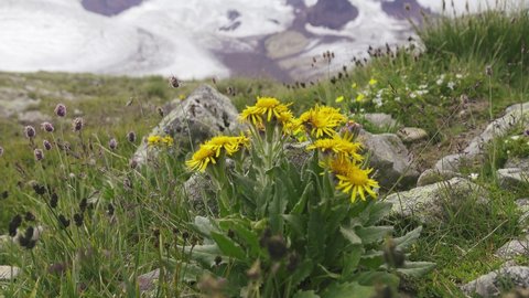 Groundsel Senecio Karjaginii Astera Serpent Grass Stock Footage Video ...