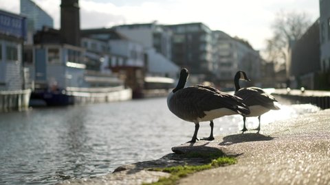 Two Wild Geese Jumping Water Canal Stock Footage Video (100% Royalty ...