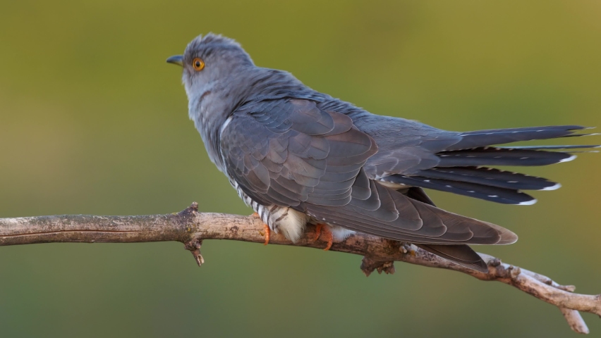 bird common cuckoo cuculus canorus male Stock Footage Video (100% ...