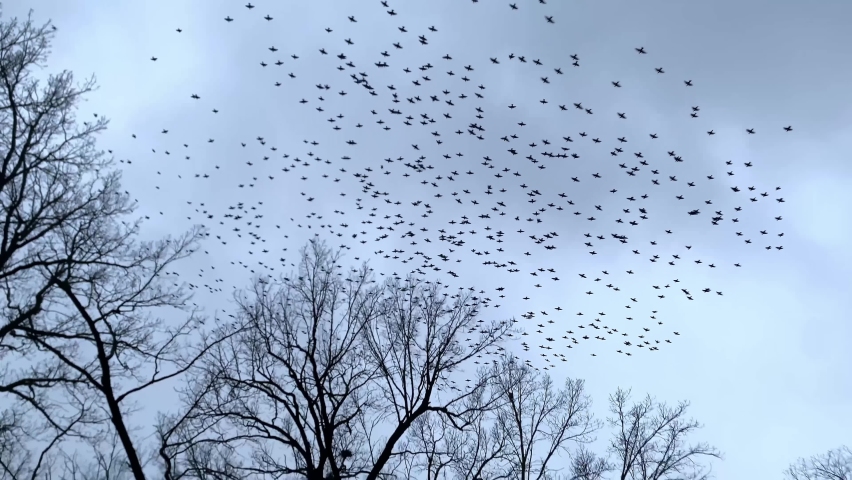 large flock birds flying around trees Stock Footage Video (100% Royalty ...