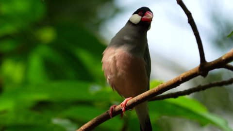 Java Sparrow Known Java Finch Java Stock Footage Video (100% Royalty ...