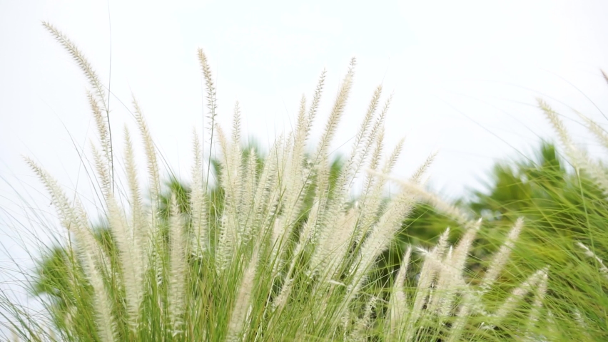 Tall Grass Stock Video Footage | Royalty Free Tall Grass Videos | Pond5