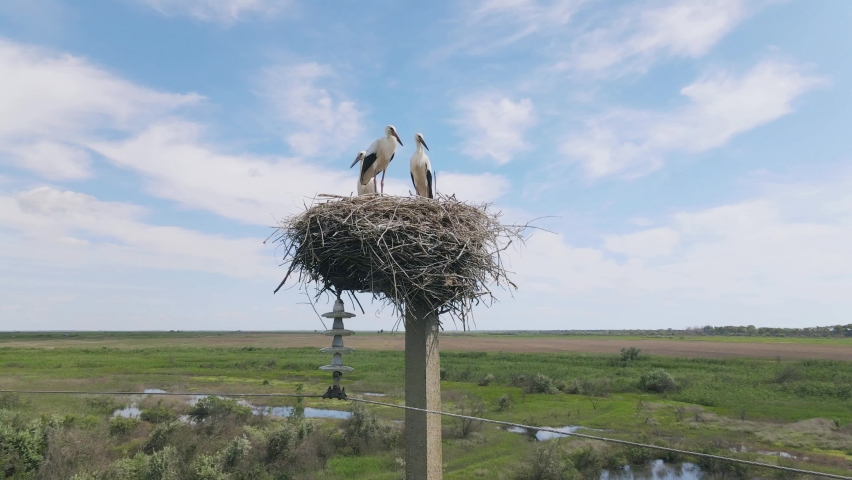 Stork Chick Stock Video Footage - 4K and HD Video Clips | Shutterstock