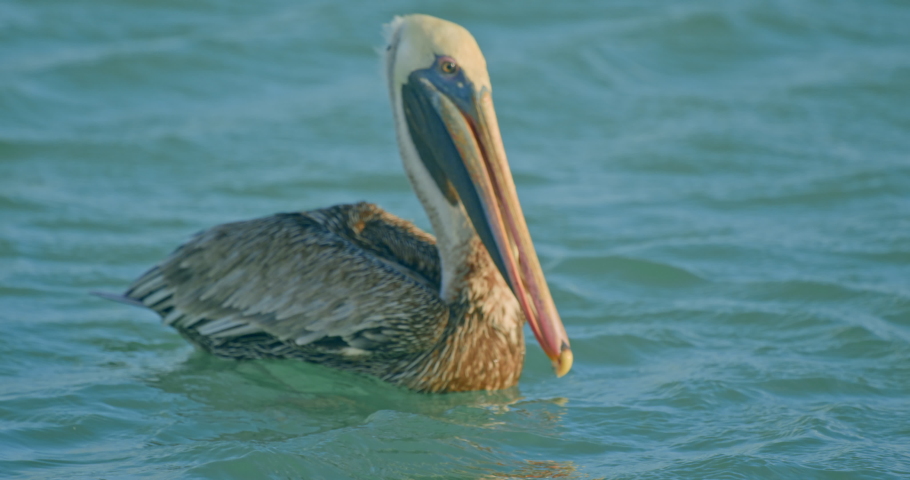 Pelican Eating Fish Stock Video Footage - 4K and HD Video Clips ...