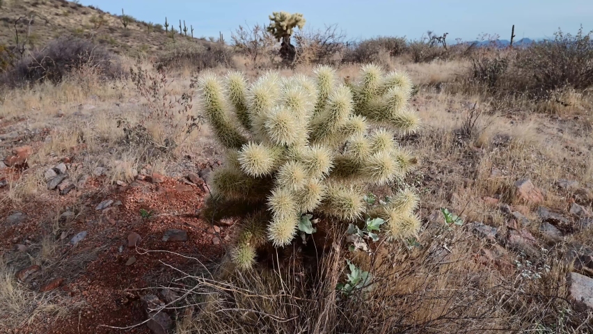 22 Spike phoenix Stock Video Footage - 4K and HD Video Clips | Shutterstock