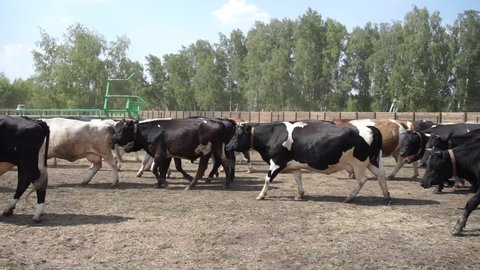 Mating Seasoncattle Bull Mount Cow Cow Stock Footage Video (100% ...