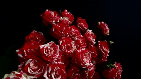 Roses On Black Background Falling Drops Stock Footage Video (100% ...