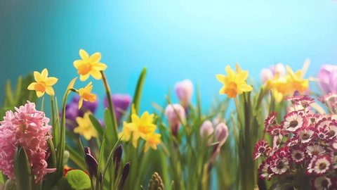 Chamomiles Daisies Macro Summer Spring Field Stock Photo 1110158195 ...