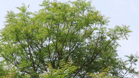 Neem tree Stock Video Footage - 4K and HD Video Clips | Shutterstock