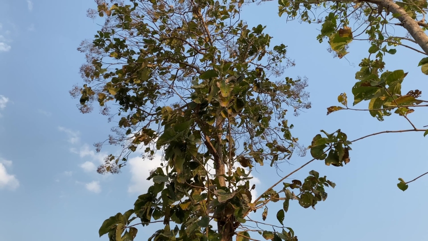 Teak Leaves Stock Video Footage - 4K and HD Video Clips | Shutterstock